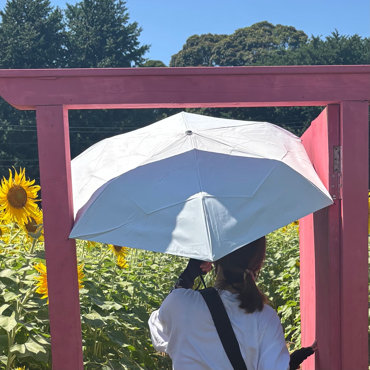 愛用日傘☀️⛱️日傘買うなら絶対◯◯◯◯でストレスフリー👏🏻